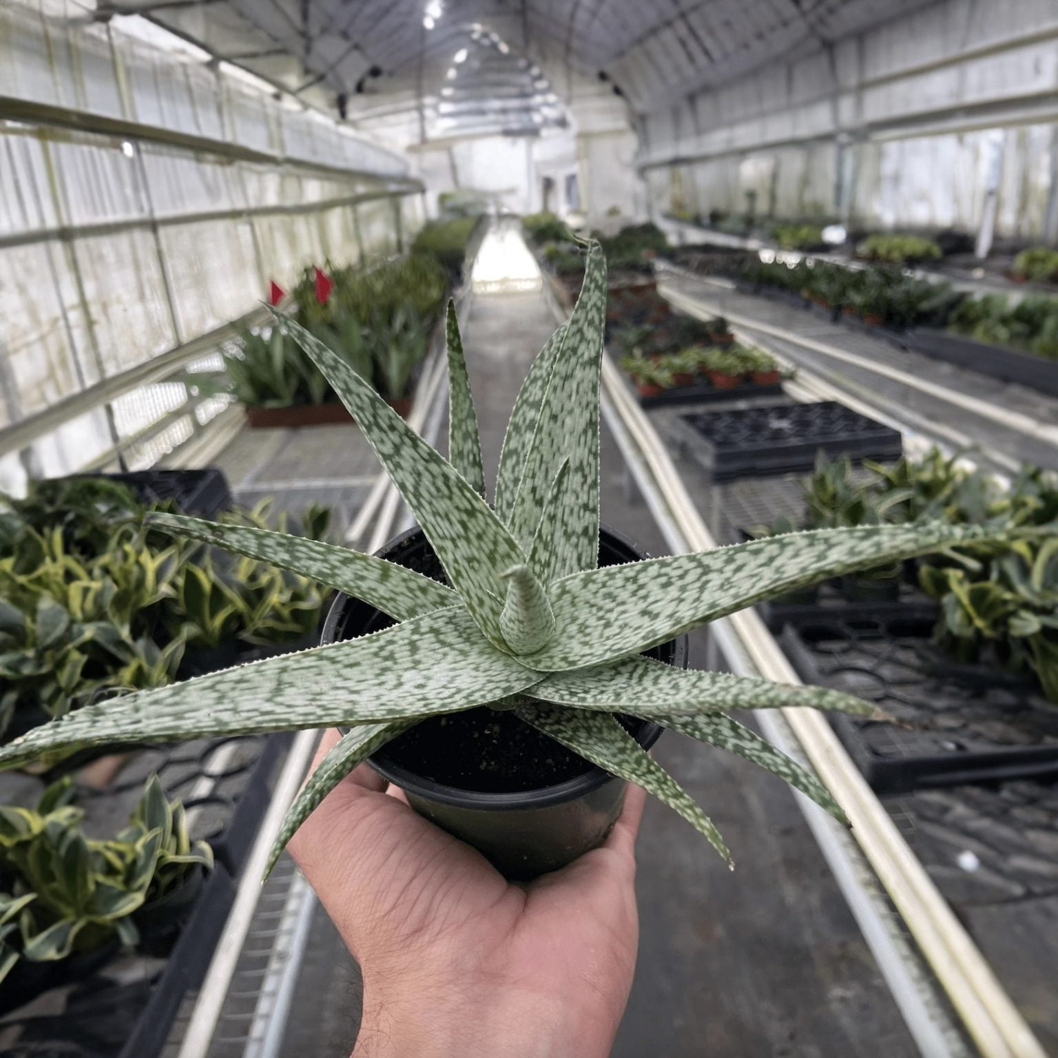 Aloe White Fox - UrbanPlantNook