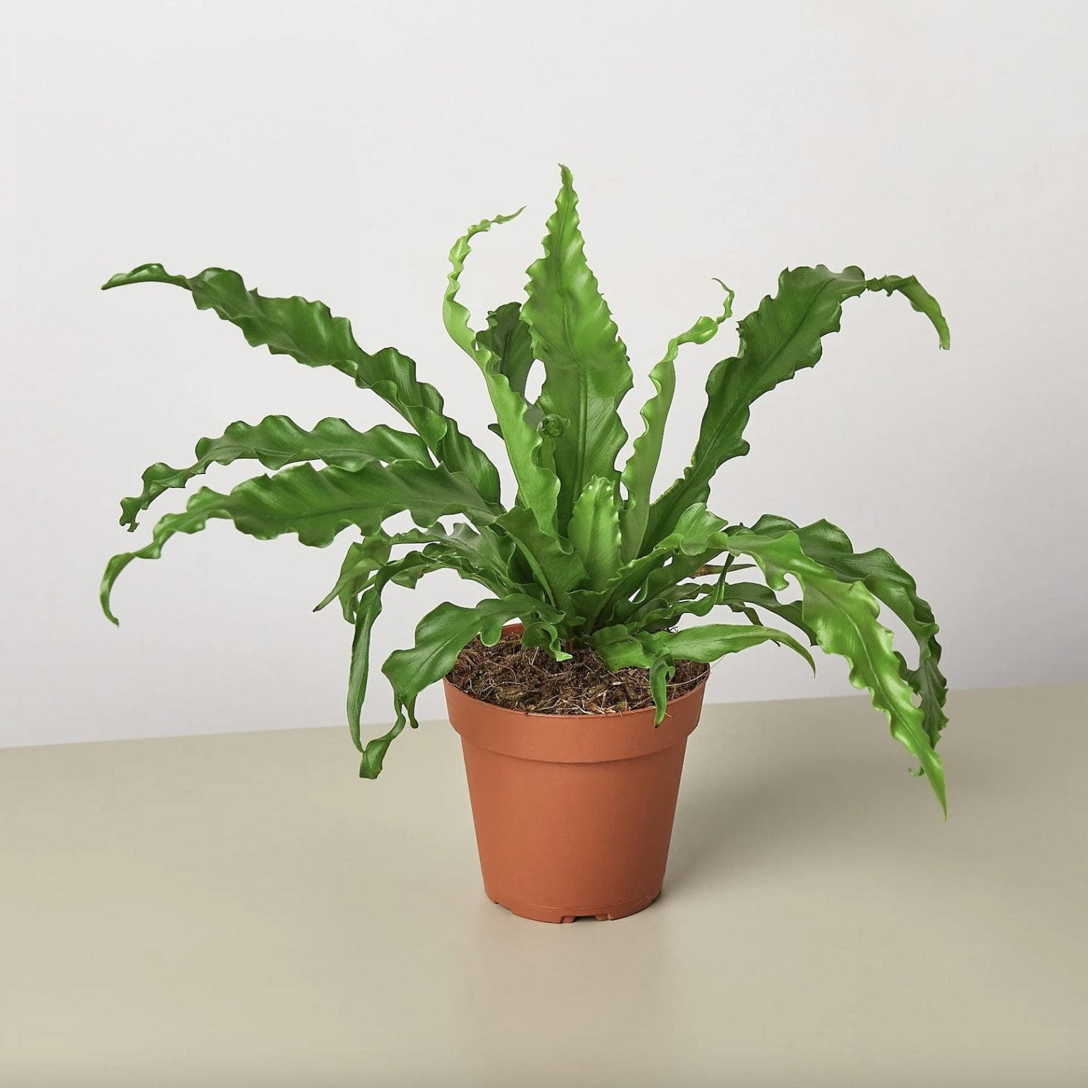 Bird’s Nest Victoria Fern - UrbanPlantNook