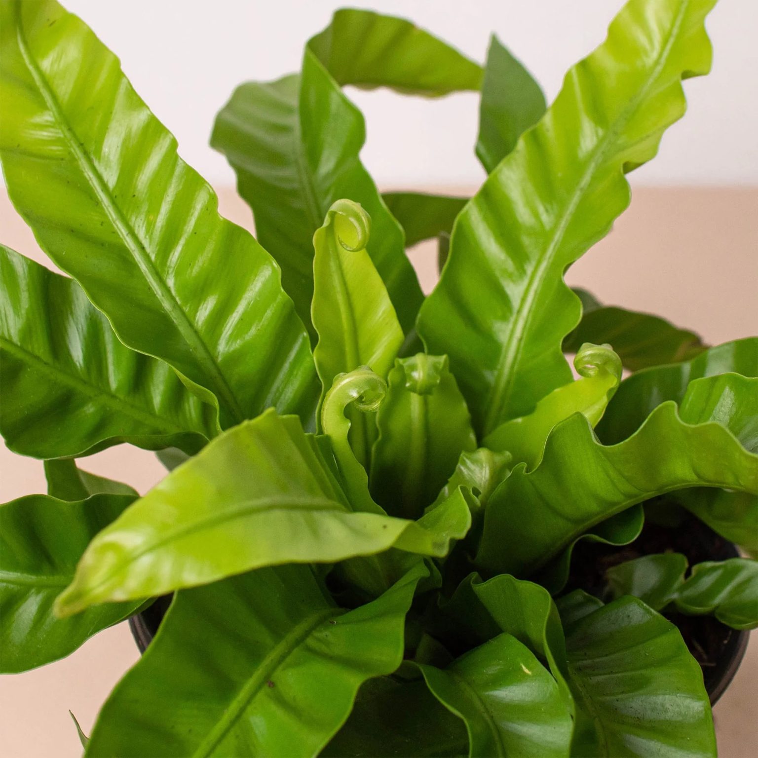 Fern Bird's Nest Hurricane - UrbanPlantNook