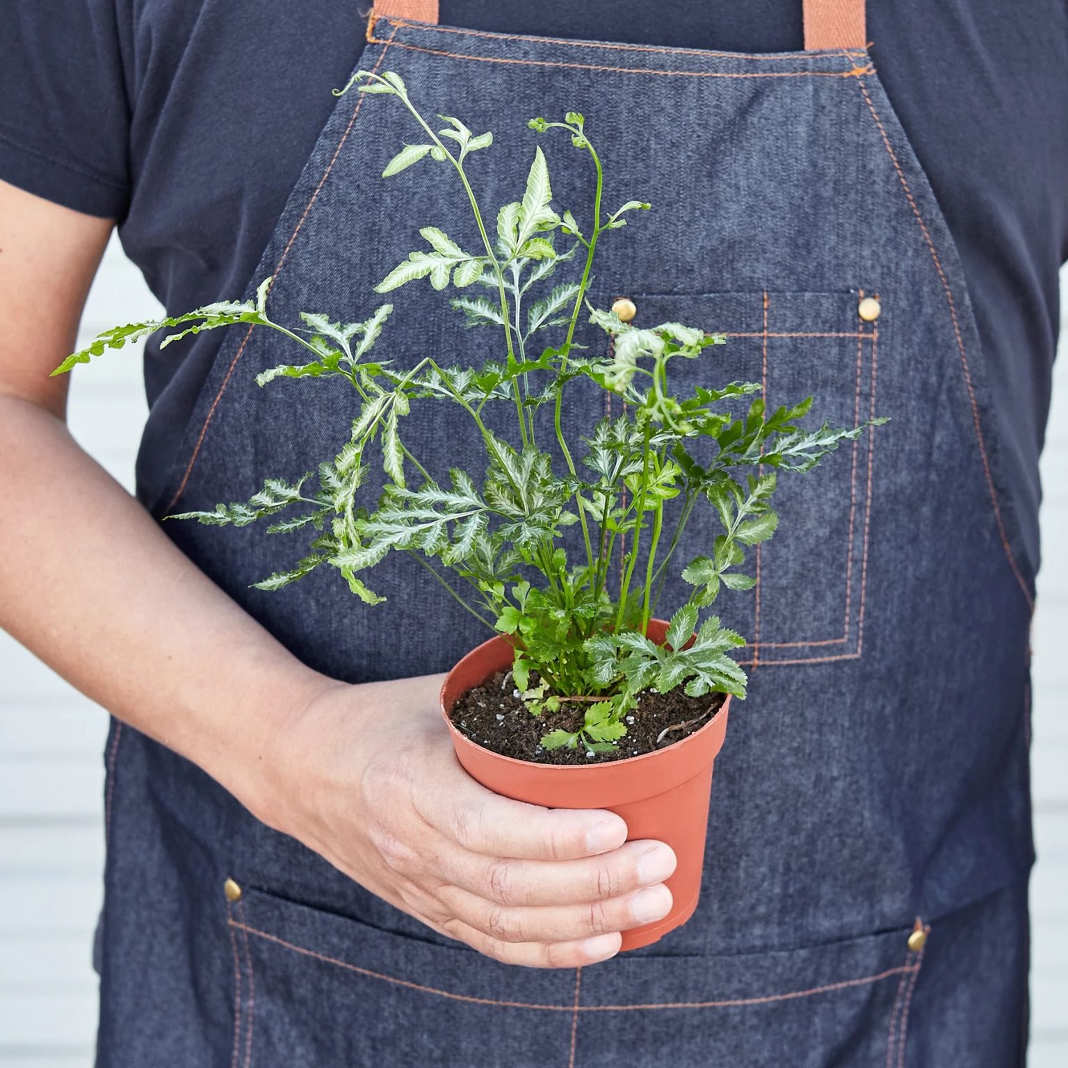 Fern Silver Lace - UrbanPlantNook