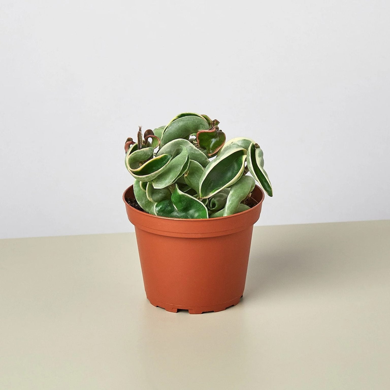 Hoya Rope Plant Variegated - UrbanPlantNook