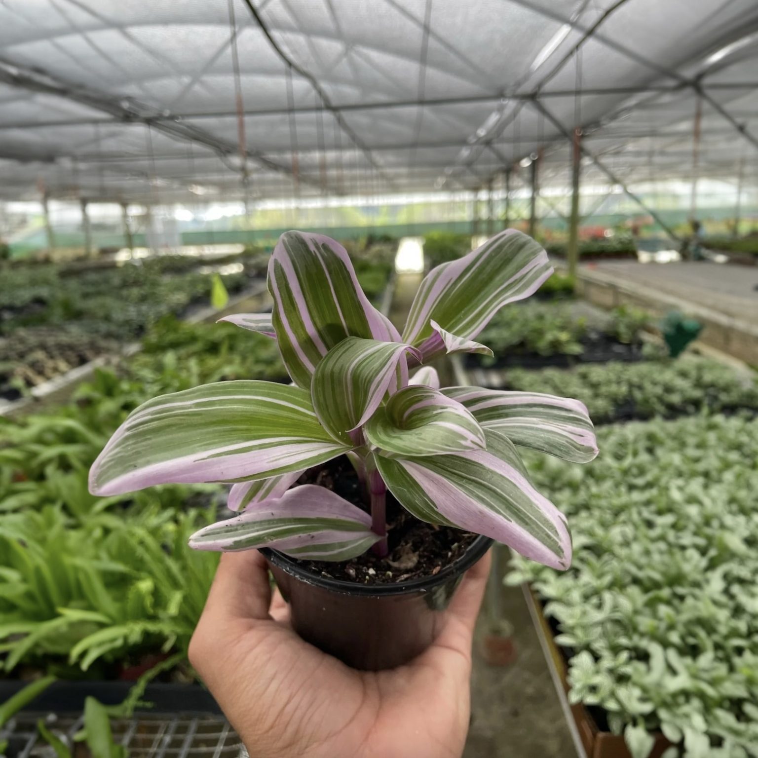 Tradescantia Nanouk - UrbanPlantNook