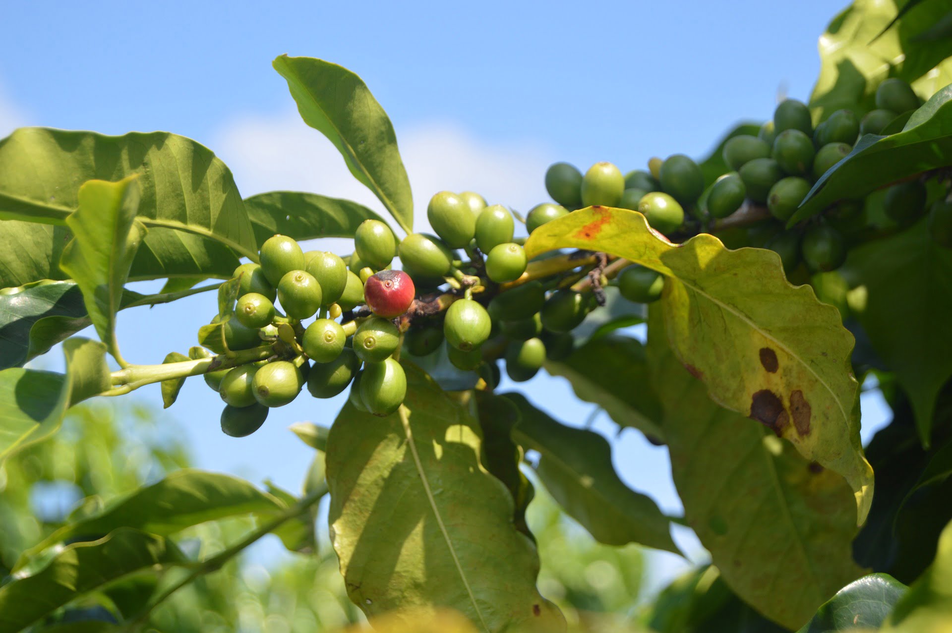 Coffee Tree Care Guide: Cultivating Your Own Rich and Robust Brew ...