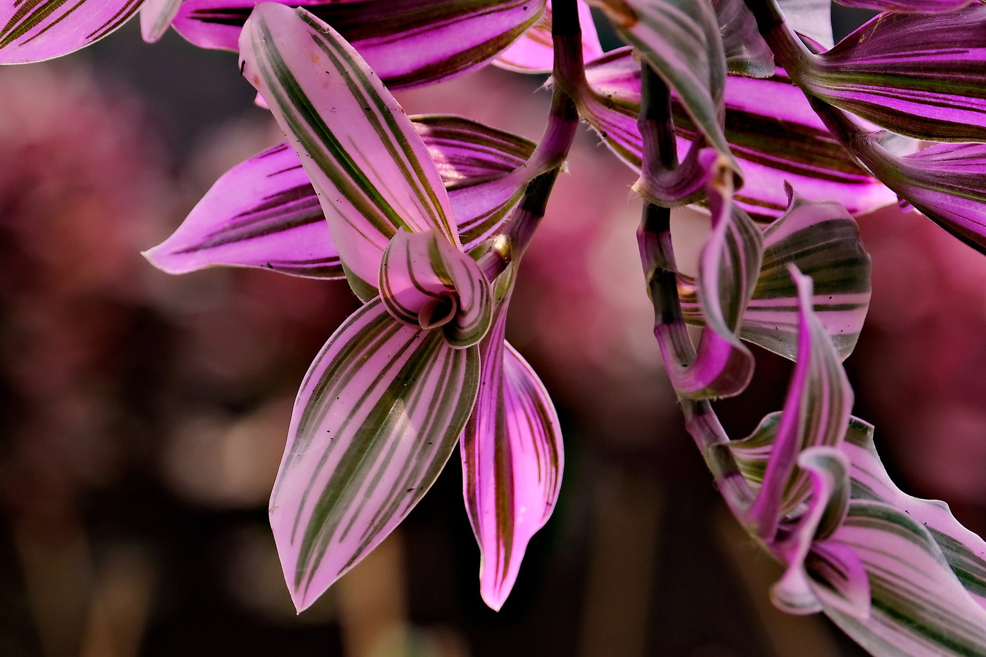 Tradescantia Care Guide: Unveiling the Colorful Cascades of Wandering ...
