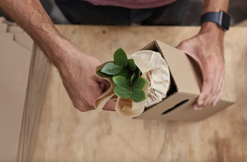 Plant Packing Process - UrbanPlantNook