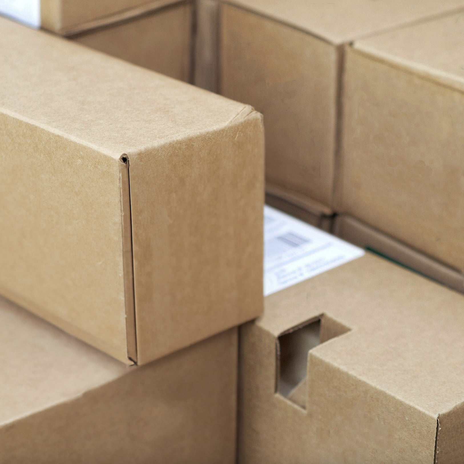 Plant Packing Process - UrbanPlantNook