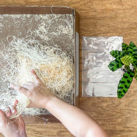 Plant Packing Process - UrbanPlantNook